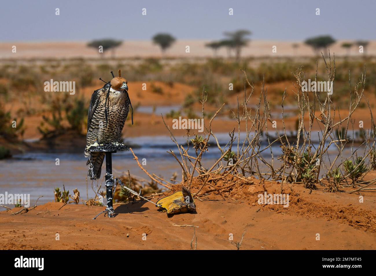 Eagle, illustration pendant la phase 9 du Dakar 2023 entre Riyad et ...