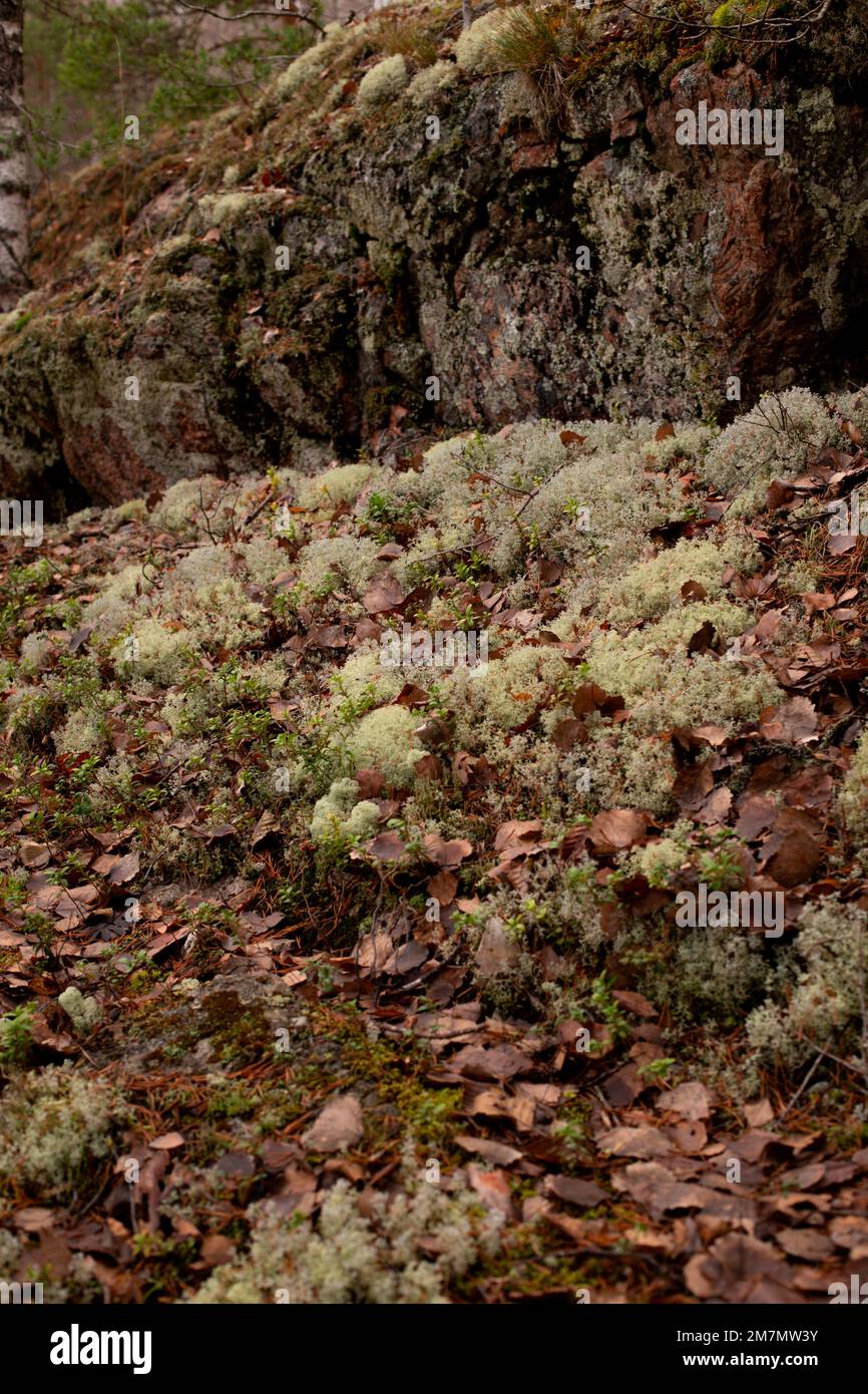 Lichen qui pousse sur la roche Banque de photographies et d’images à ...