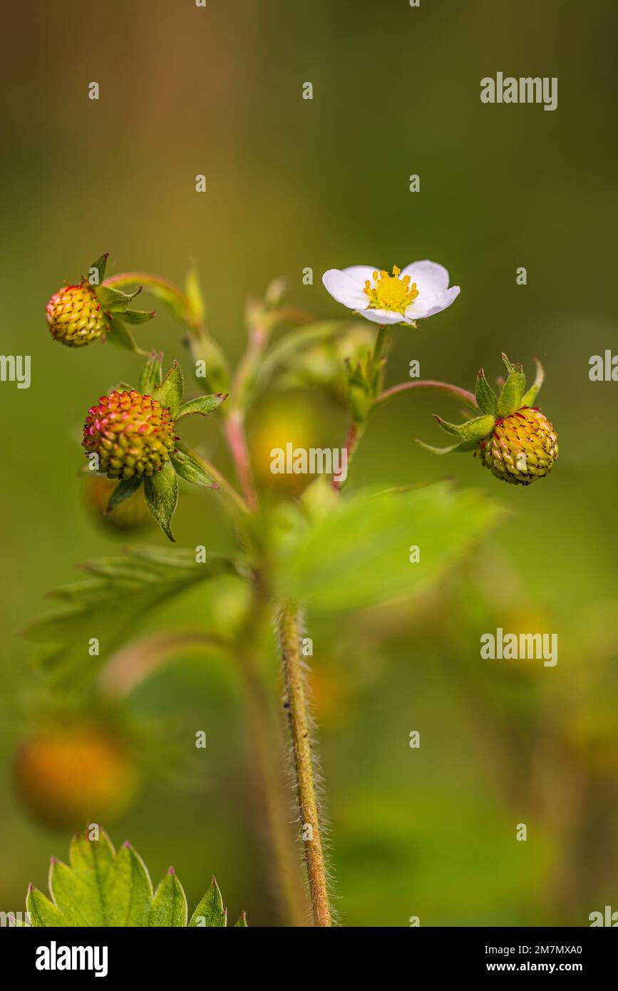 Fraisier sauvage dans son habitat naturel Banque de photographies et d ...