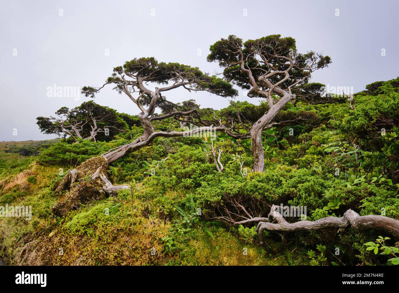 Le genièvre des Açores, Cedro-do-Mato (Juniperus brevifolia) et le ...