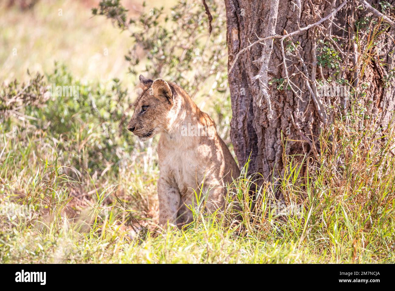 Le jeune lion africain, Panthera Leo, assis dans l'herbe de la savane ...