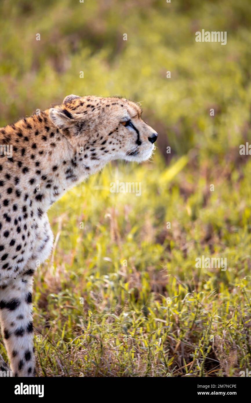 Guépard africaine, Acinonyx jubatus dans la lumière du matin de la ...
