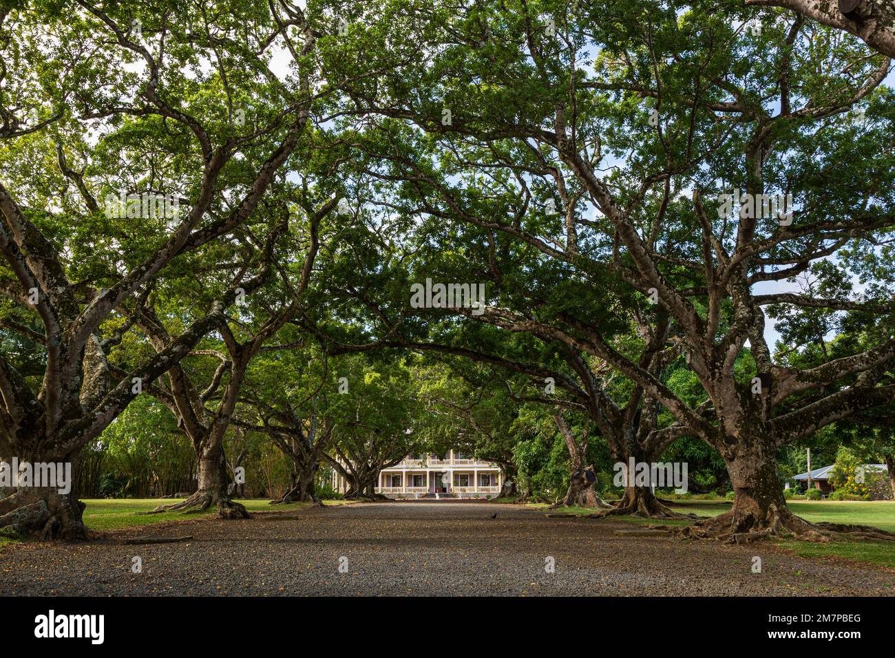 Mapou arbre Banque de photographies et d’images à haute résolution - Alamy