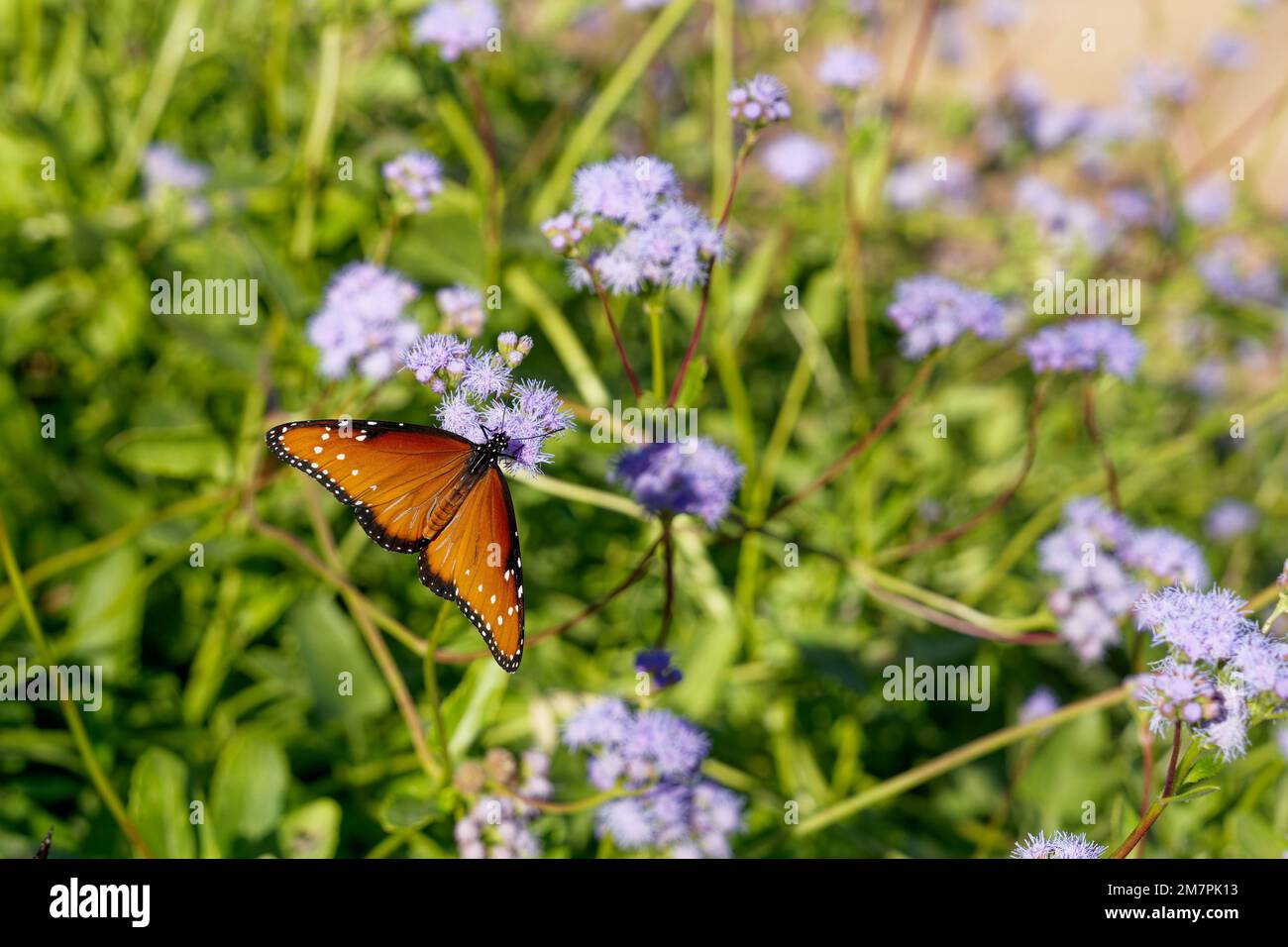 Papillon Queen orange et noir, Danaus gilippus, sur des fleurs ...