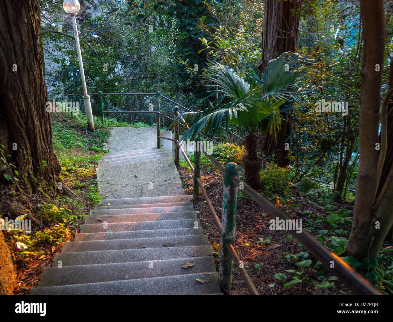 Architecture dans le parc. Escalier entre les arbres. Des escaliers ...