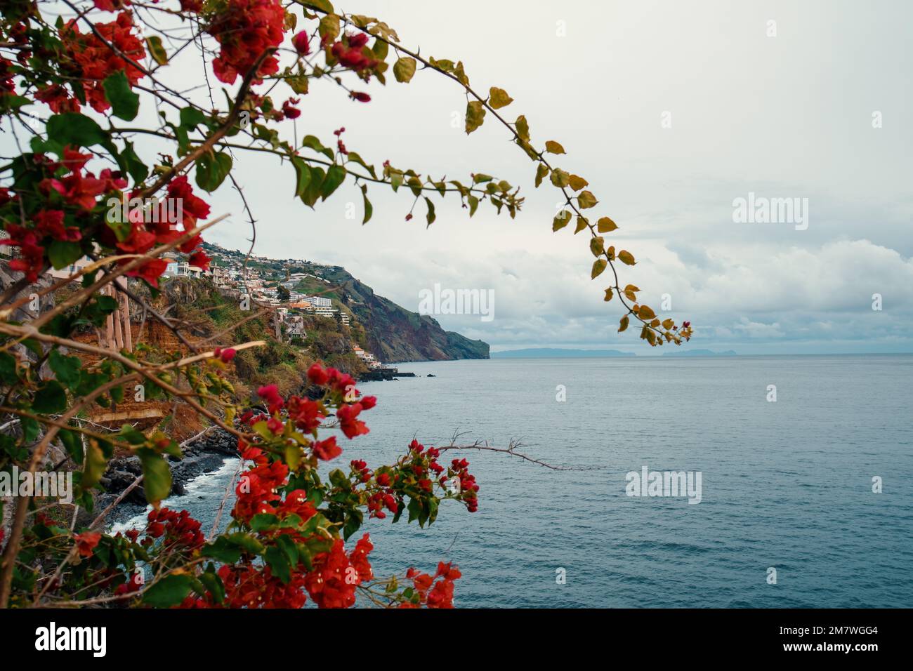 L'arbuste à fleurs rouges qui pousse dans la baie de l'île de Madère ...