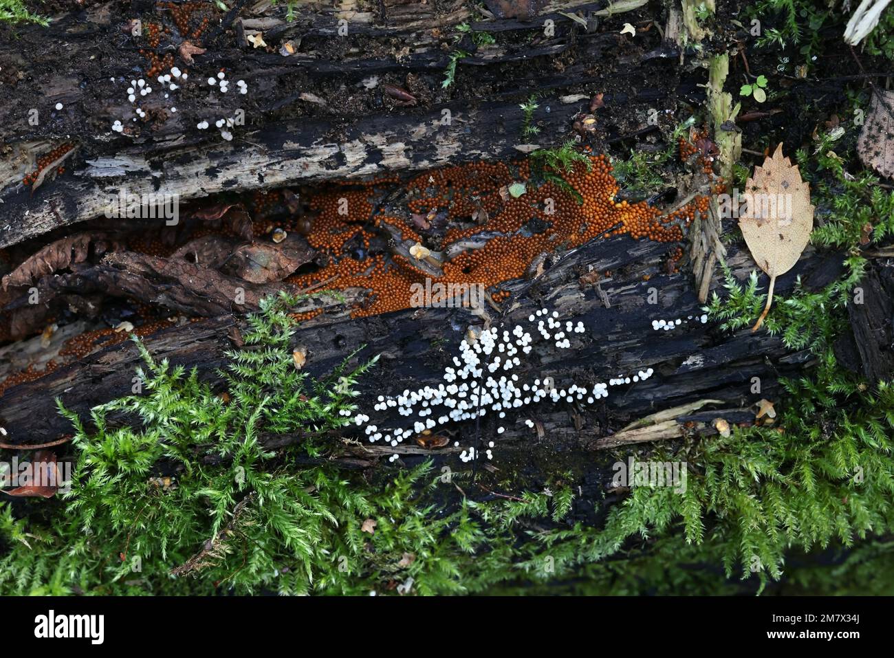 Le scabre de Trichia orange et le Trichia varia blanc, deux espèces de ...