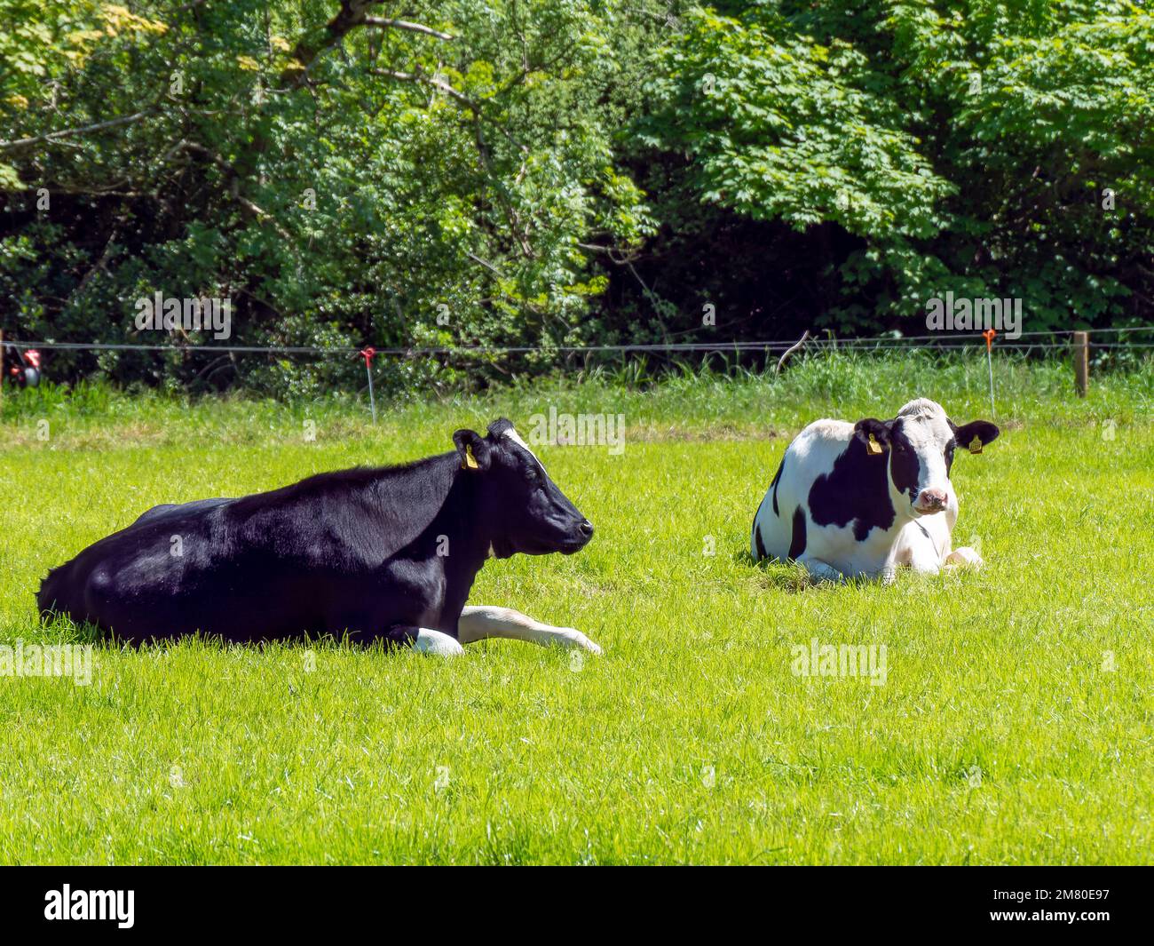 Plusieurs vaches sur une prairie verte le jour ensoleillé du printemps ...