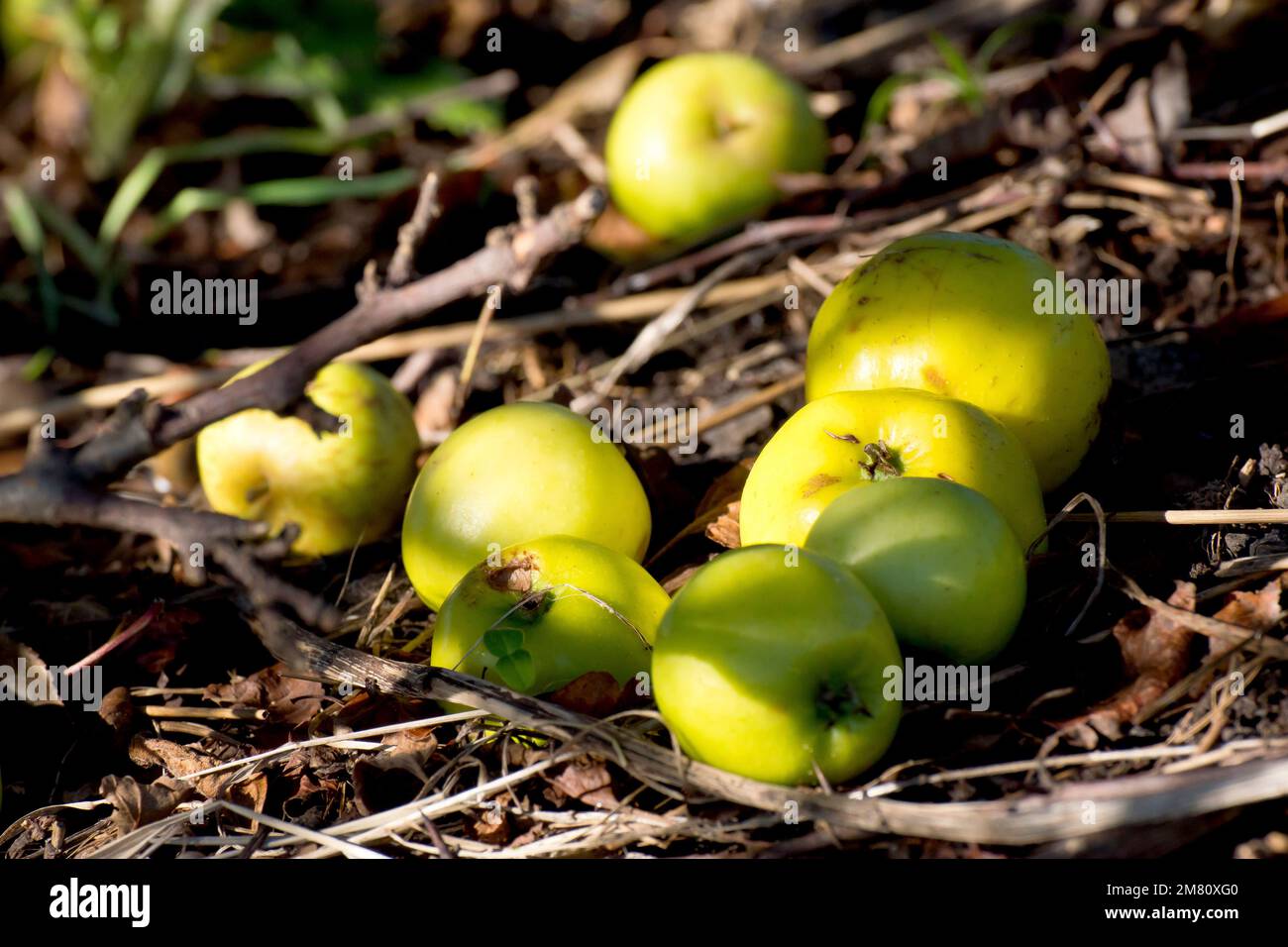 Malus sylvestris leaf fall Banque de photographies et d’images à haute ...