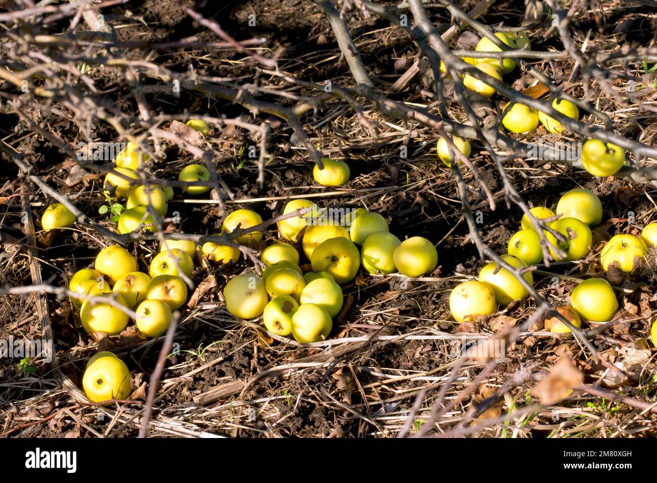 Pomme de crabe (malus sylvestris), gros plan d'une masse de petites ...