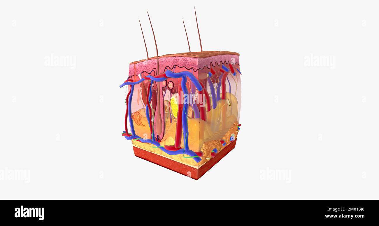 Tissu cellulaire sous cutane Banque d'images détourées - Alamy