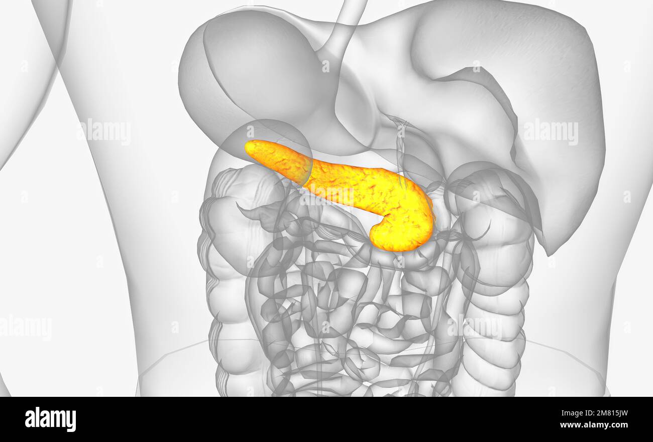 Le pancréas est un organe long et étroit du tractus gastro-intestinal ...