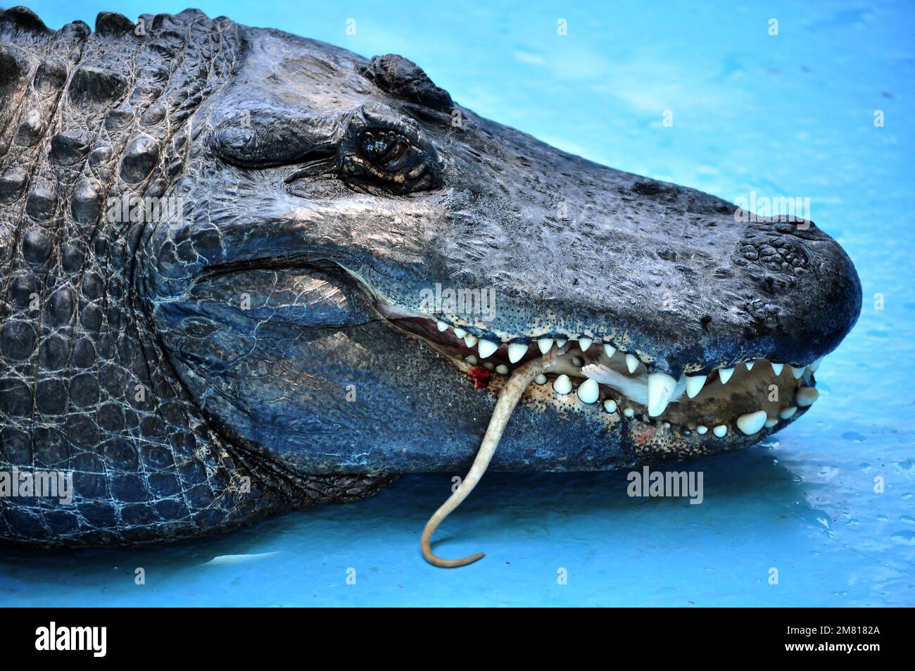 Alligator le plus ancien du monde Banque de photographies et d’images à ...