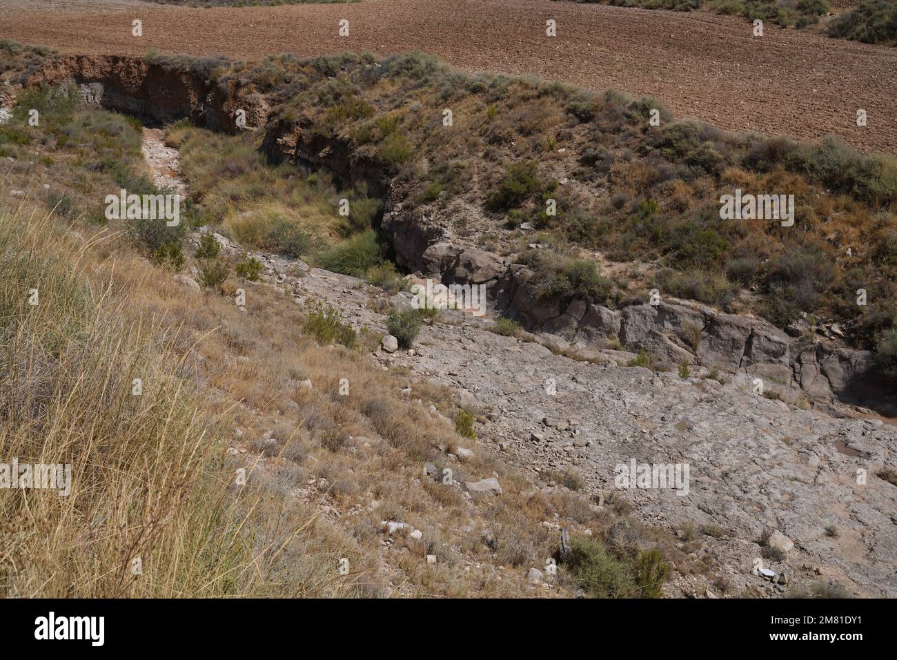 Plantes sauvages poussant dans le sol rocailleux sur un lit de rivière ...
