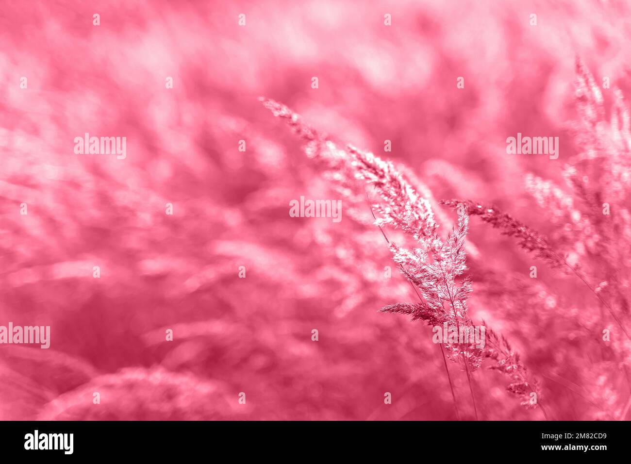 Beau résumé de la prairie sèche herbe tondu dans la couleur tendance ...