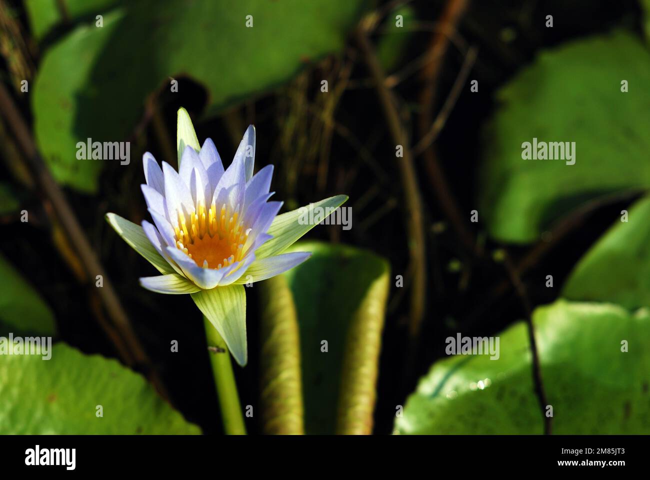 Water liliy Banque de photographies et d’images à haute résolution - Alamy