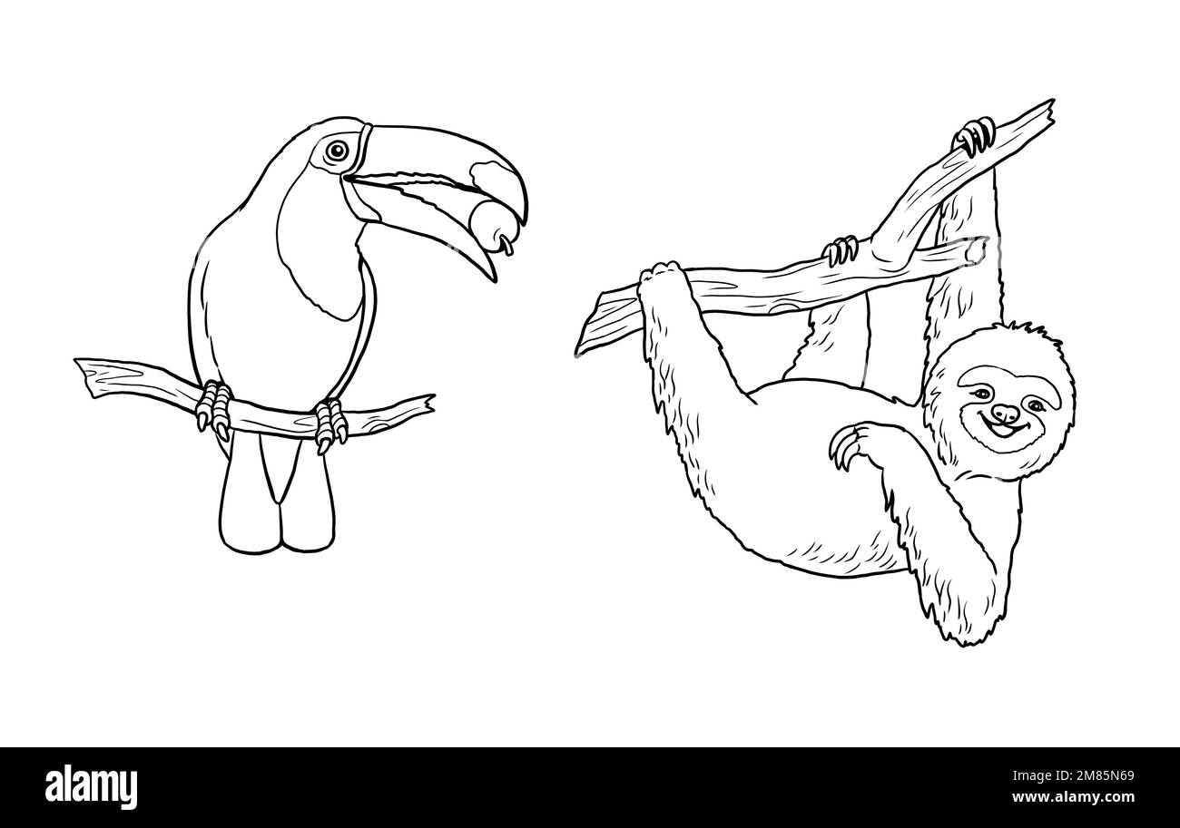 Joli soeth et toucan à colorer. Modèle pour un livre de coloriage avec ...