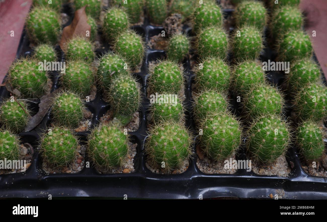 Petites plantes de Cactus croissant dans une représentation de semis ...