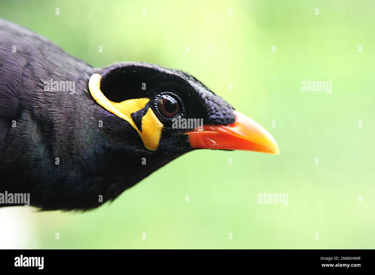 Oiseau myna commun le myna commun Banque de photographies et d’images à ...