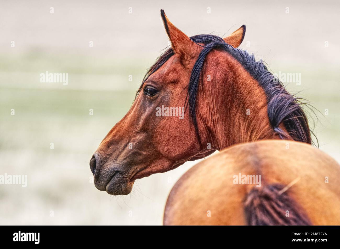 Beautiful arabian horse Banque de photographies et d’images à haute ...