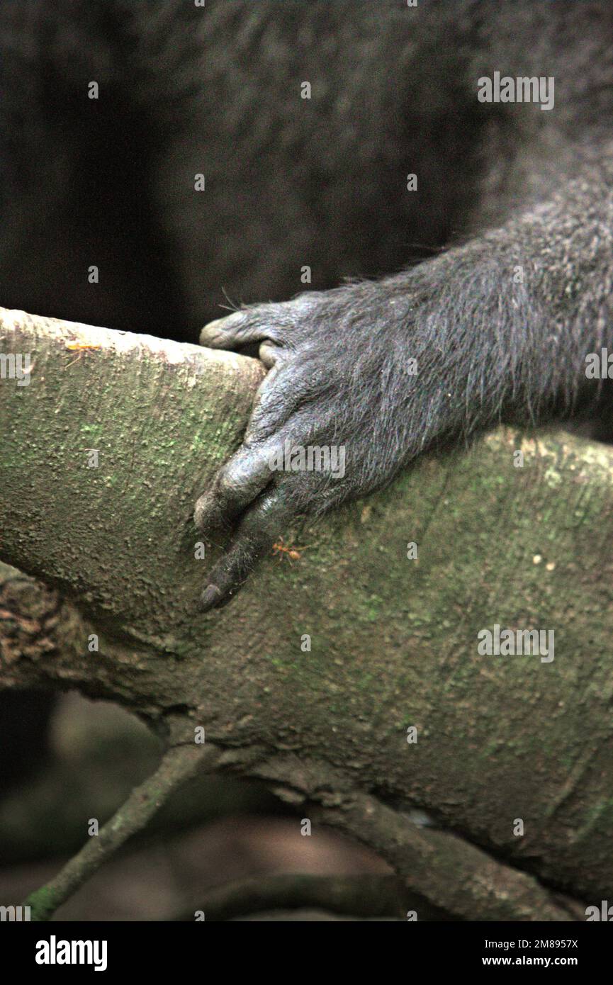 Braconnage des macaques Banque de photographies et d’images à haute ...