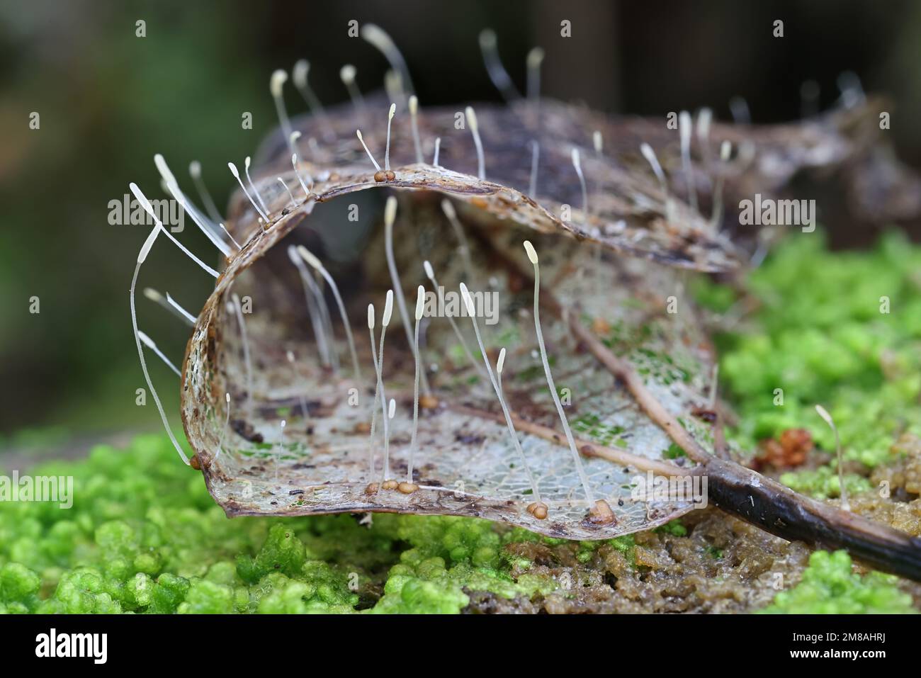 Typhula lutescens, un champignon club mince qui pousse sur la feuille ...