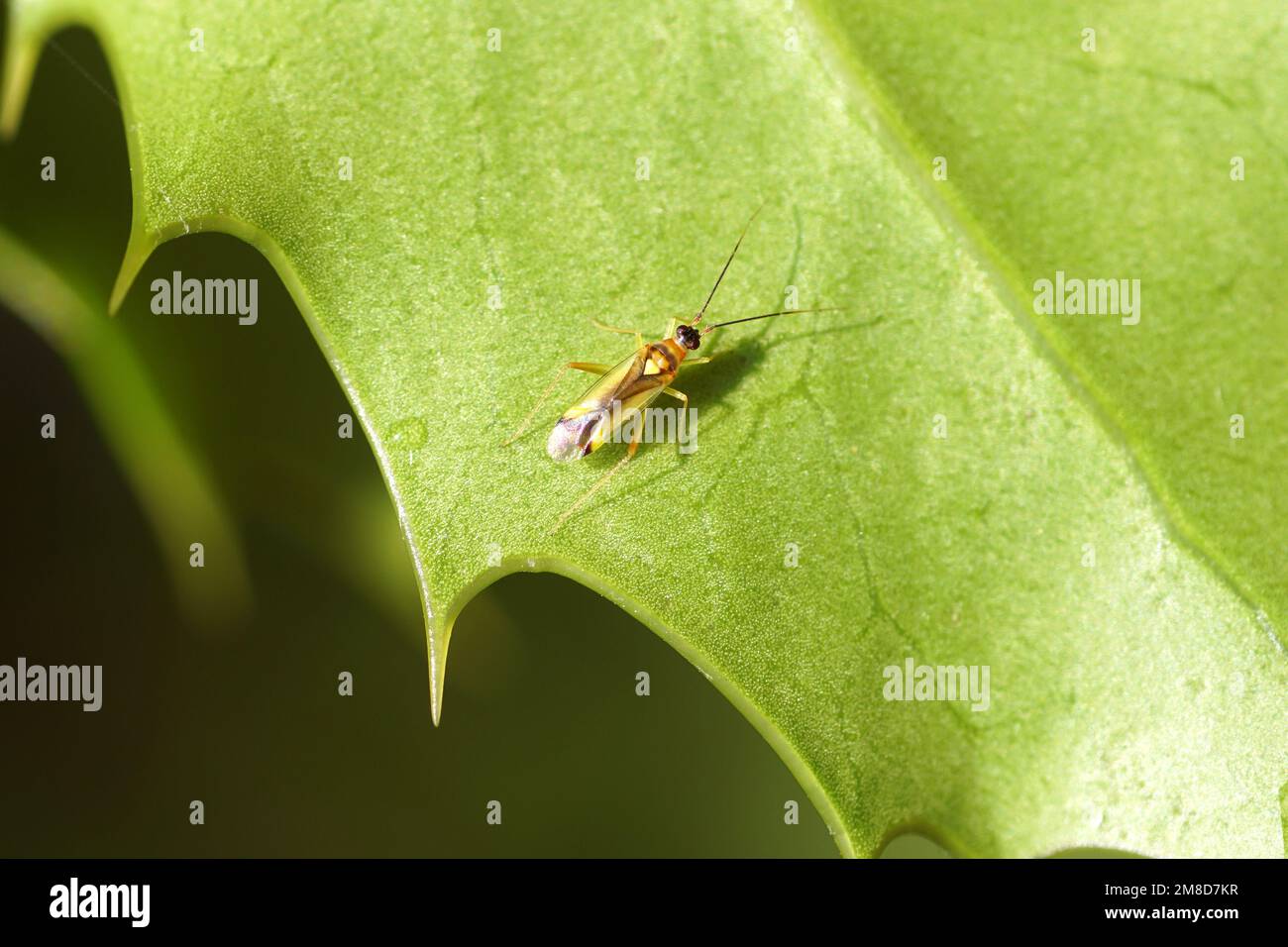 Campyloneura virgula. Tribu Dicyphini. Sous-famille des Bryocorinae ...