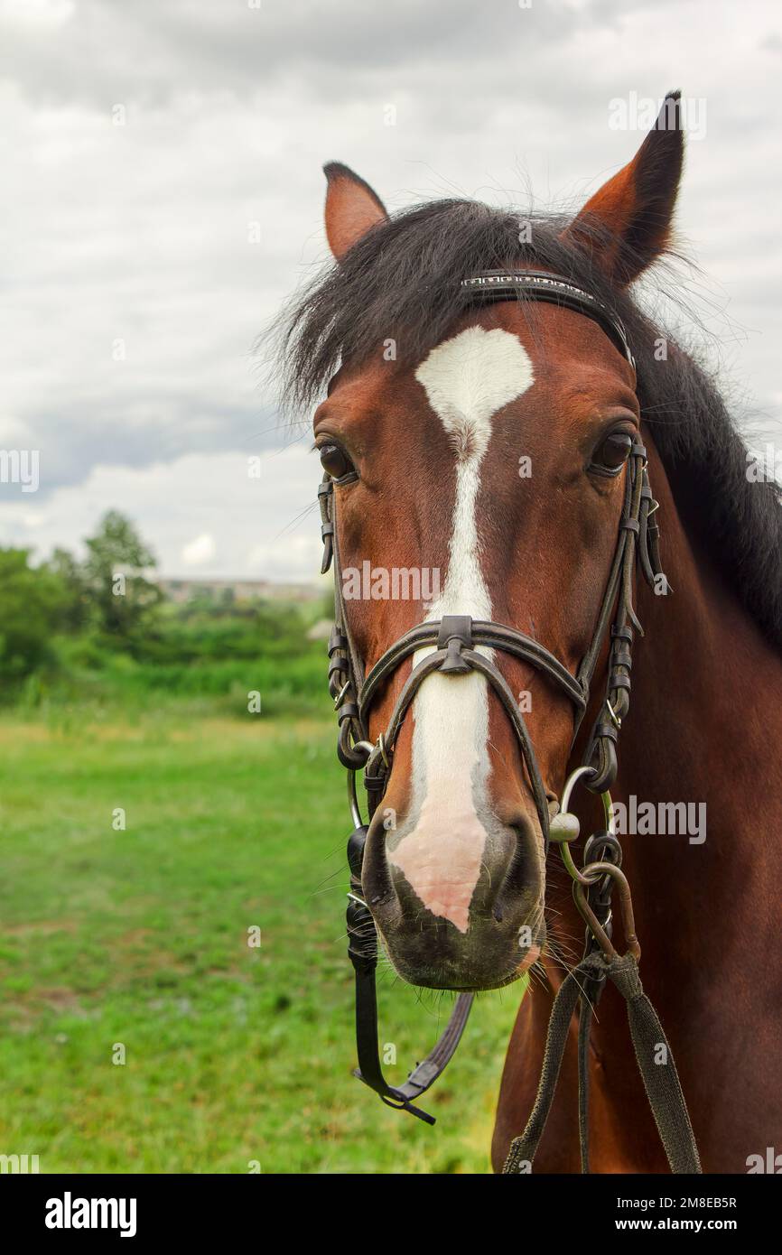Un cheval brun gracieux avec bande blanche à la tête et avec une ...