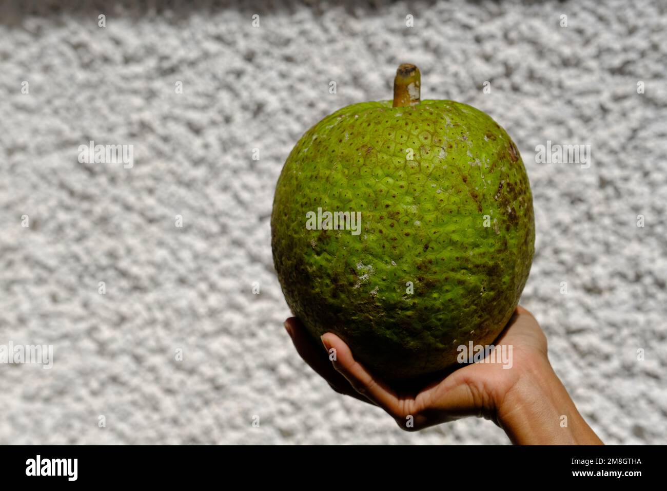 Breadfruit artocarpus altilis Banque de photographies et d’images à ...