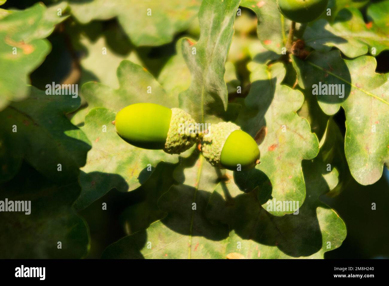 La récolte d'acornes presque mûrs mûre mûre au soleil sur un chêne ...