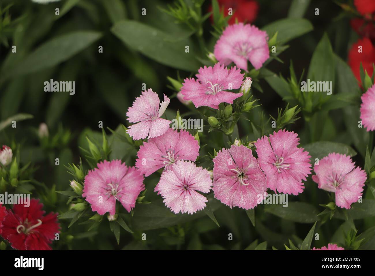 La carnation rose cheddar ou rose clou de girofle est une plante à ...