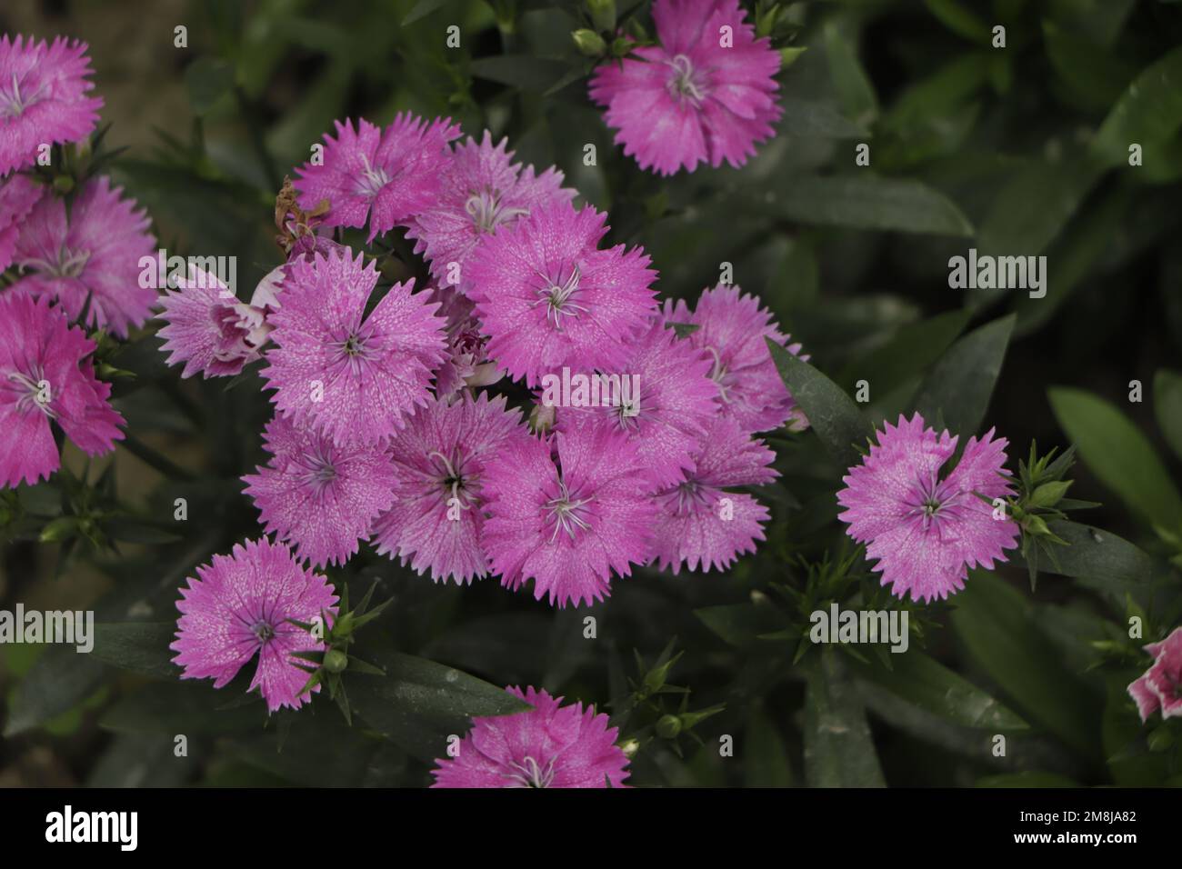 Gros plan fleur de la carnation gloire fleur Dianthus caryophyllus ...