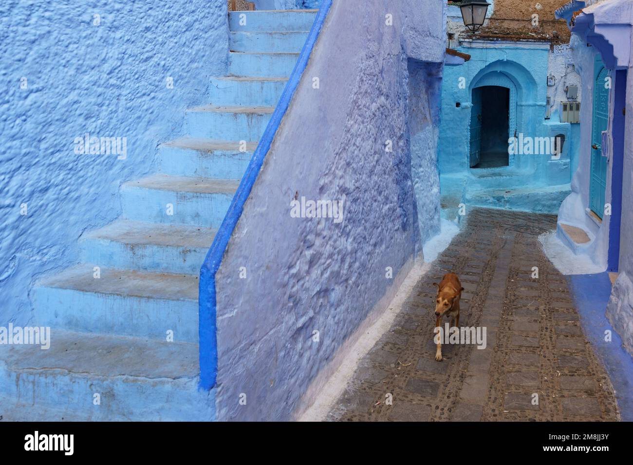 Chien au maroc Banque de photographies et d’images à haute résolution ...