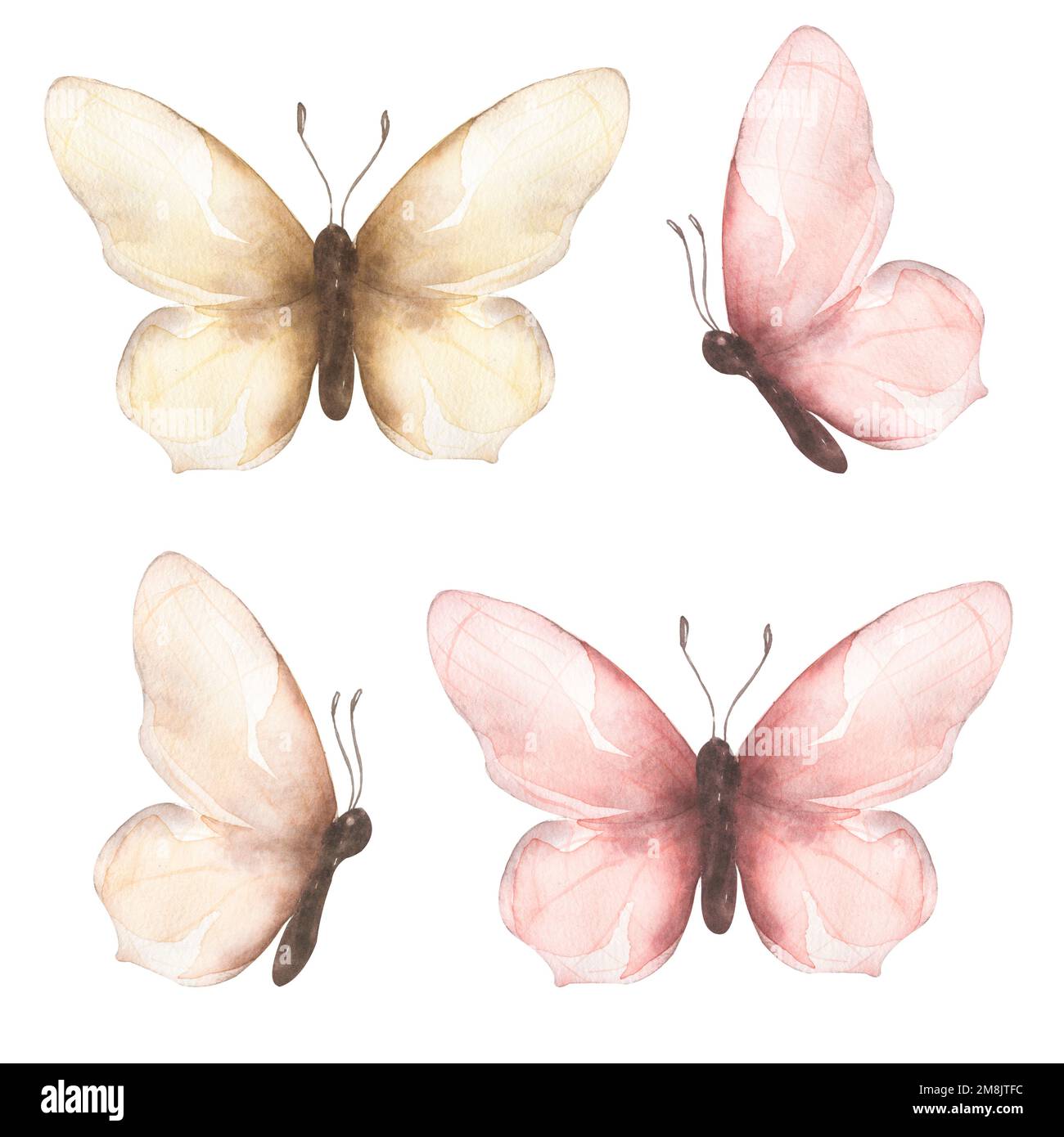 Délicat papillon Clipart, Aquarelle insectes illustration, papillons ...