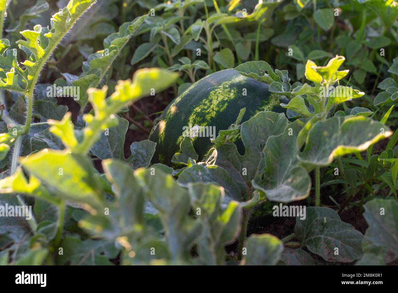 La pastèque pousse sur une plantation de pastèques vertes en été. Champ ...
