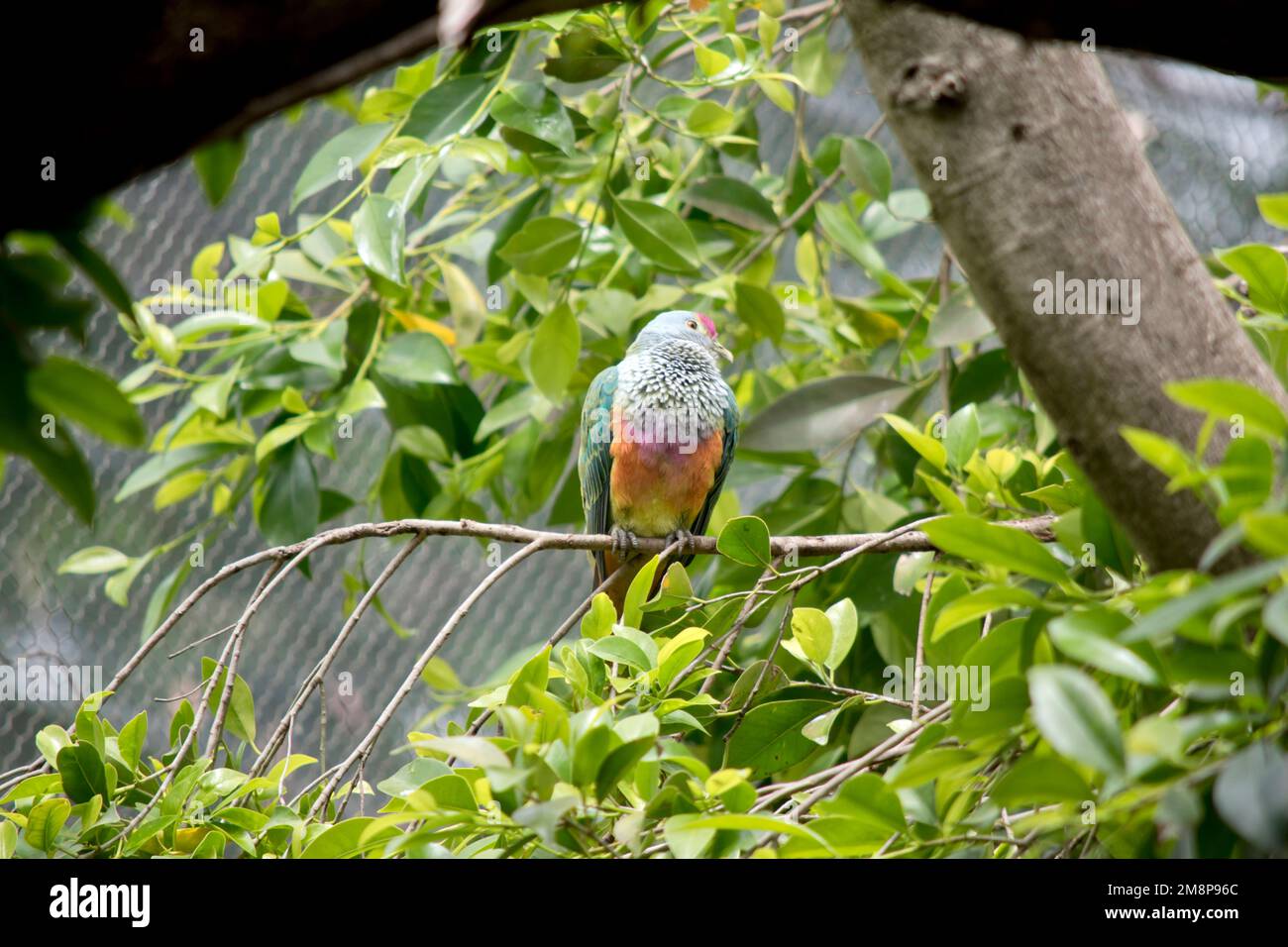 Colombe de fruit de couronne de rose Banque de photographies et d ...