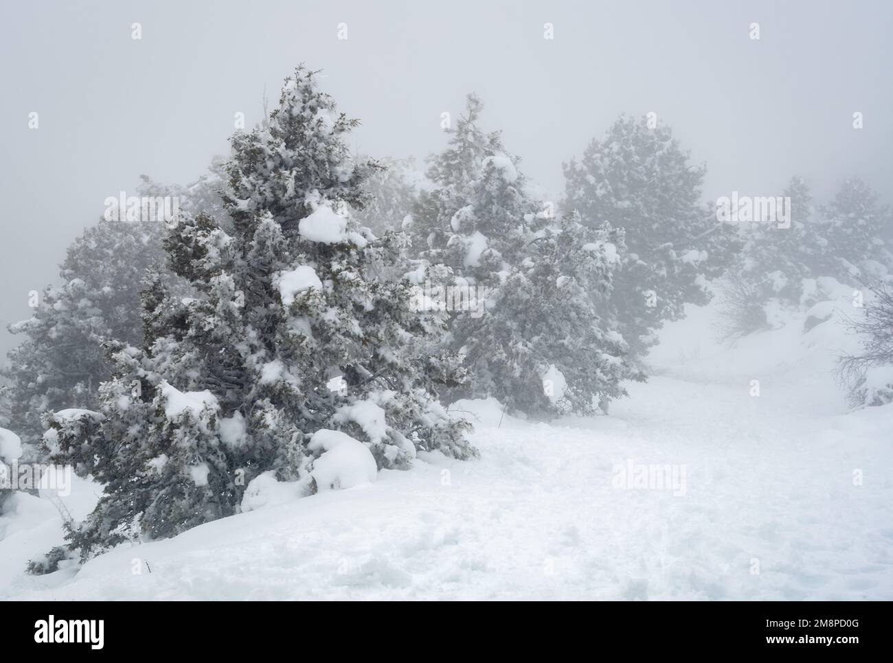 Arbre couvert de neige dans la brume Banque de photographies et d ...
