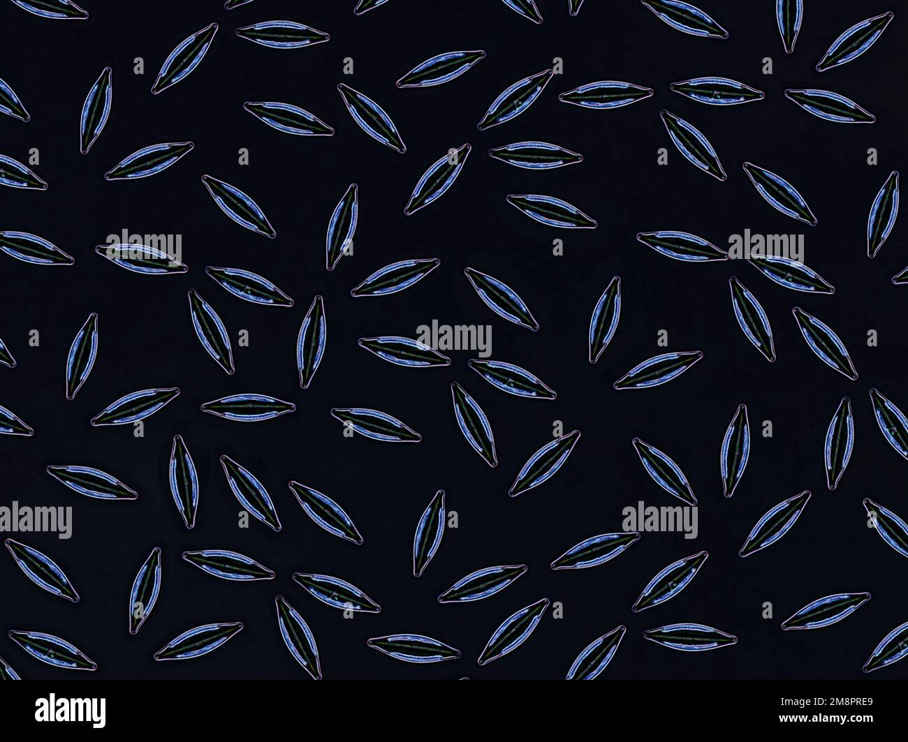 Vue microscopique de sea cell Banque de photographies et d’images à ...