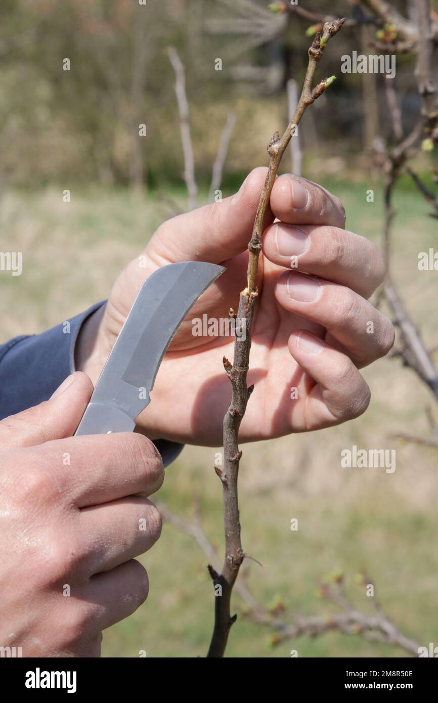 Arbre fruitier greffé Banque de photographies et d’images à haute ...