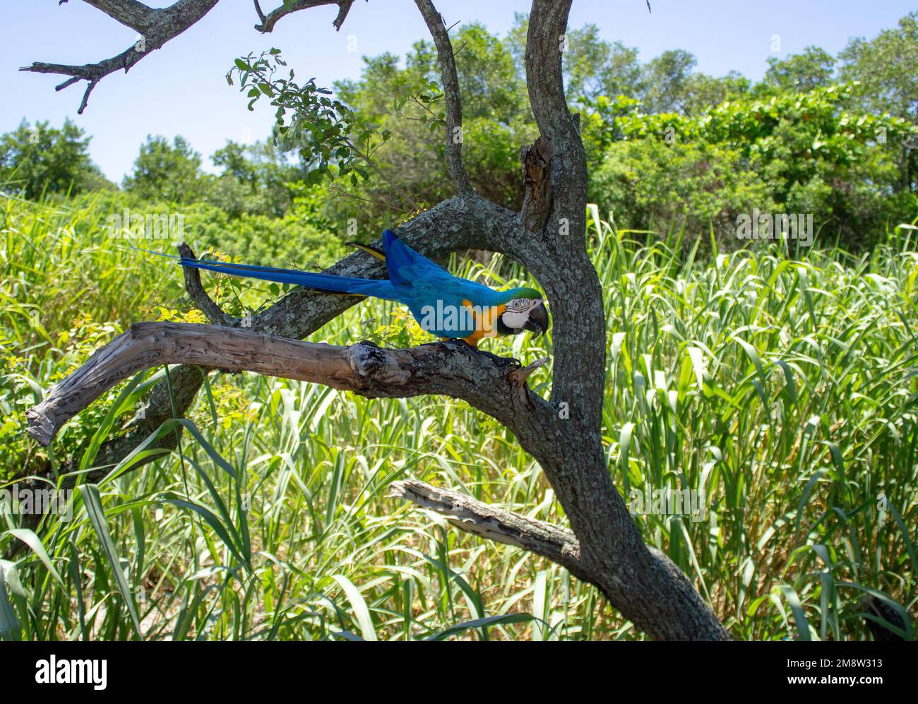 Arara verde Banque de photographies et d’images à haute résolution - Alamy