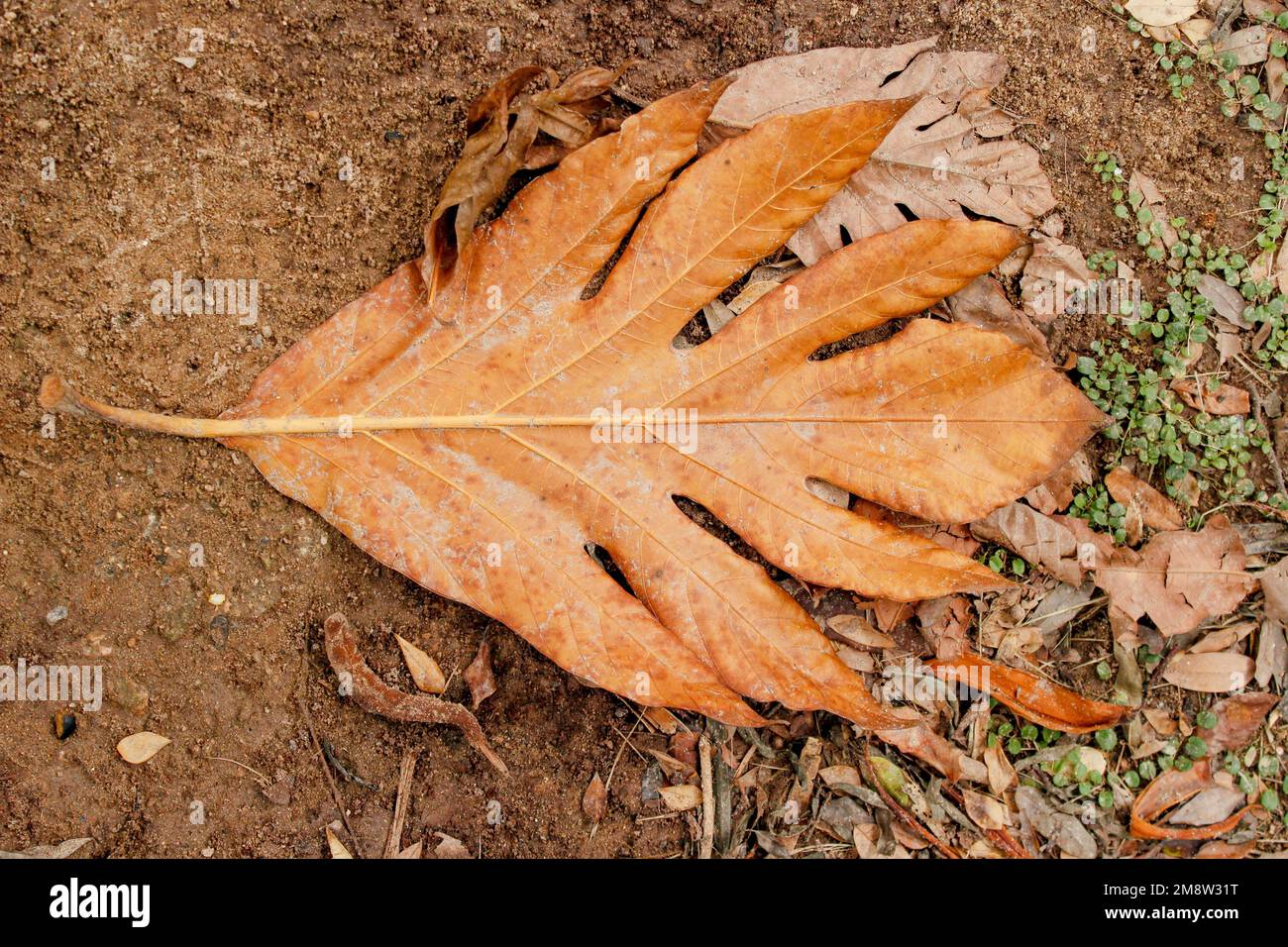 Mata seca Banque de photographies et d’images à haute résolution - Alamy