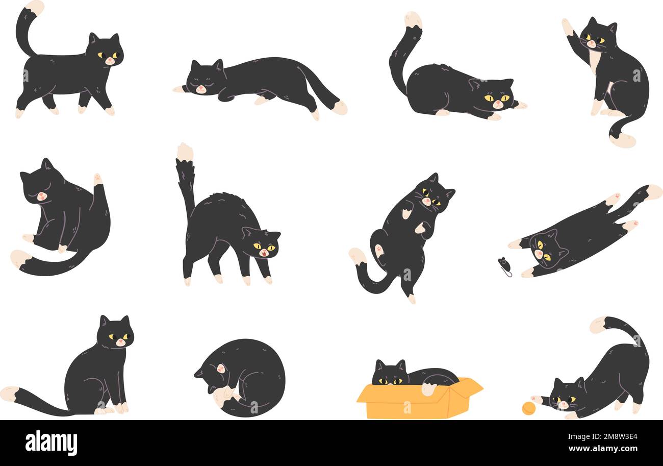 Les chats noirs posent. Marche chatsycat dans différents comportement ...