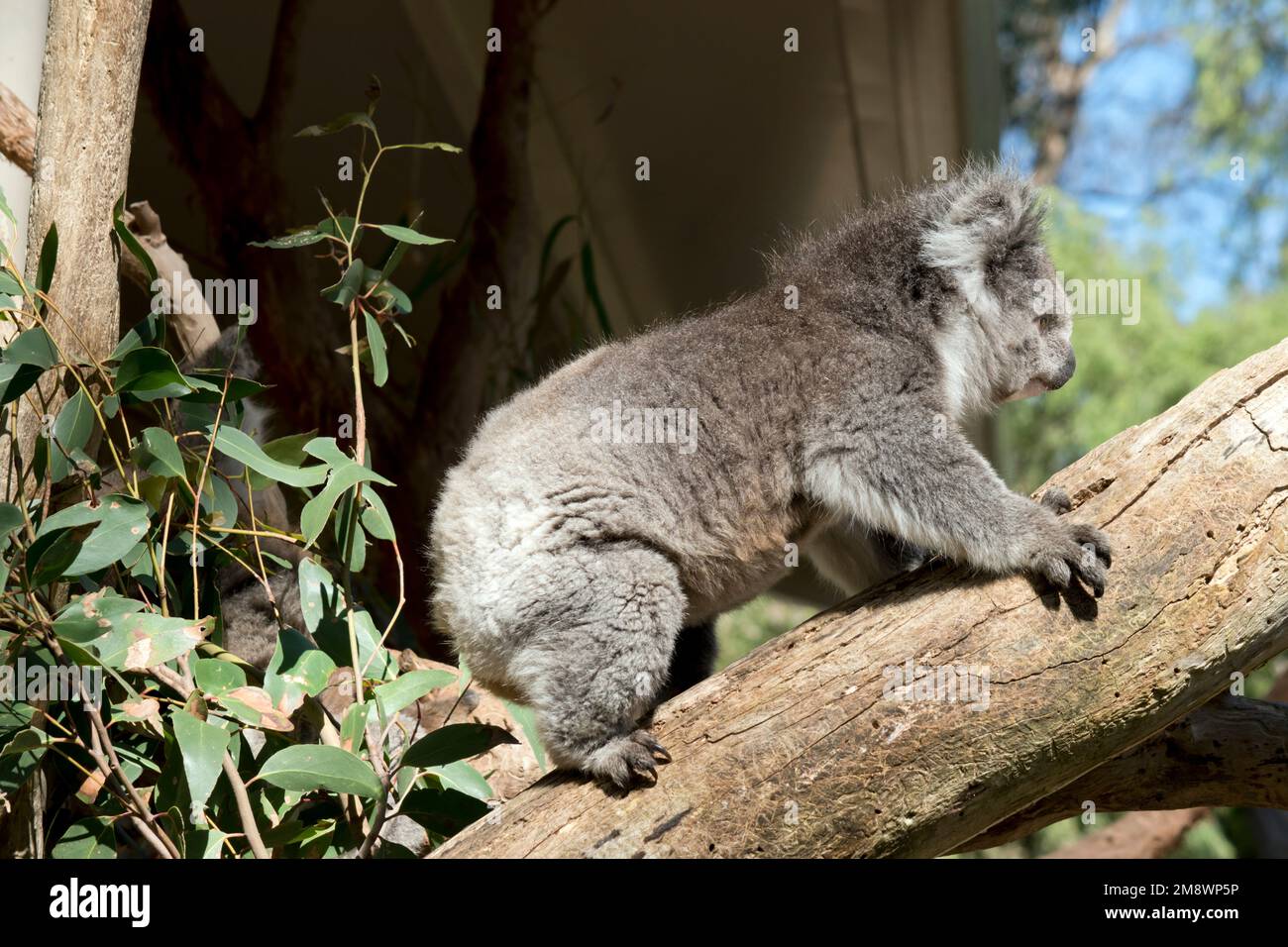 les koala sont généralement de couleur gris-brun avec de la fourrure blanche sur la poitrine ...
