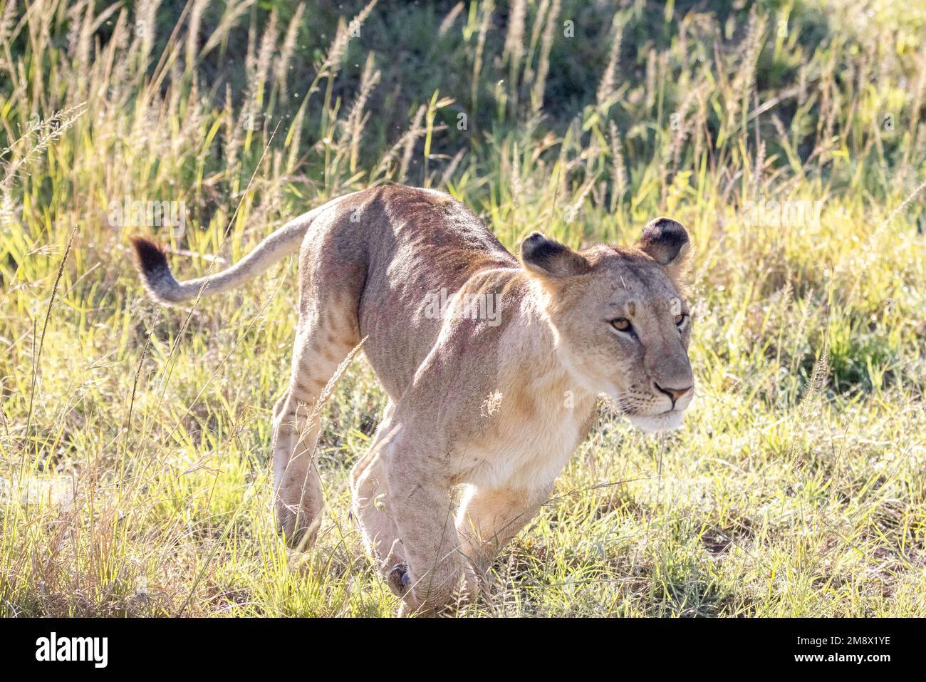 Lioness running Banque de photographies et d’images à haute résolution ...