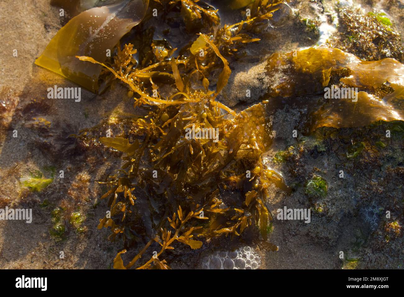 Algues du sol Banque de photographies et d’images à haute résolution ...