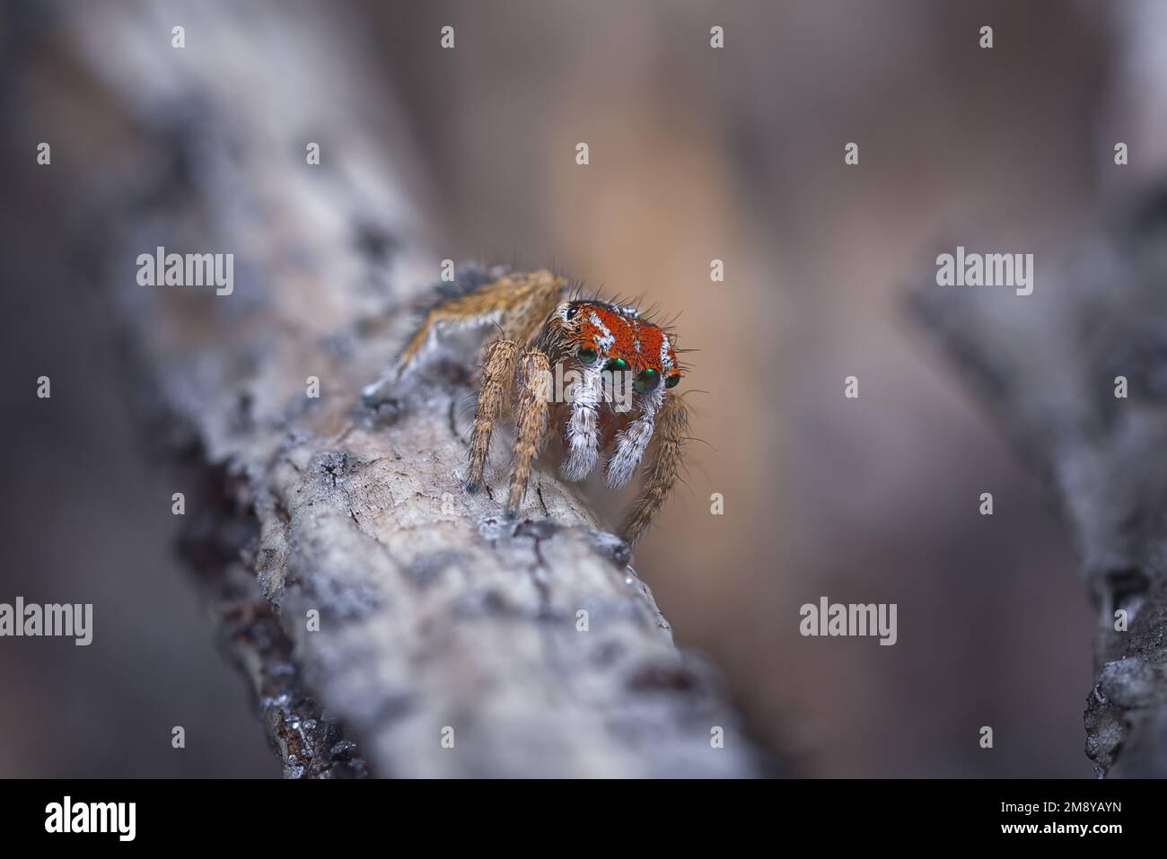 Maratus linnaei Banque de photographies et d’images à haute résolution ...