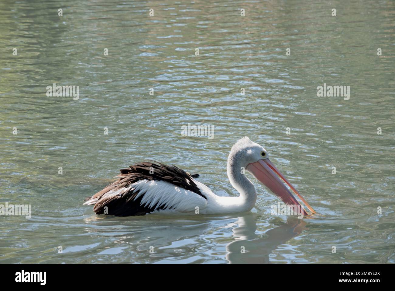 Oiseau noir et blanc Banque de photographies et d’images à haute ...