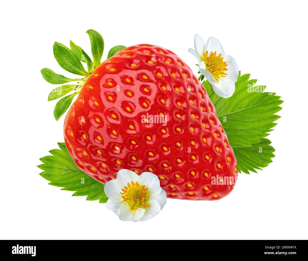 Fleurs de fraises sauvages Banque d'images détourées - Alamy