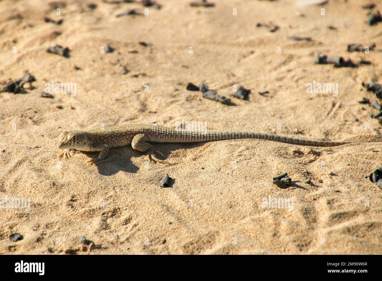 L'agama à tête toulabre arabe (Phrynocephalus arabicus) est une espèce ...