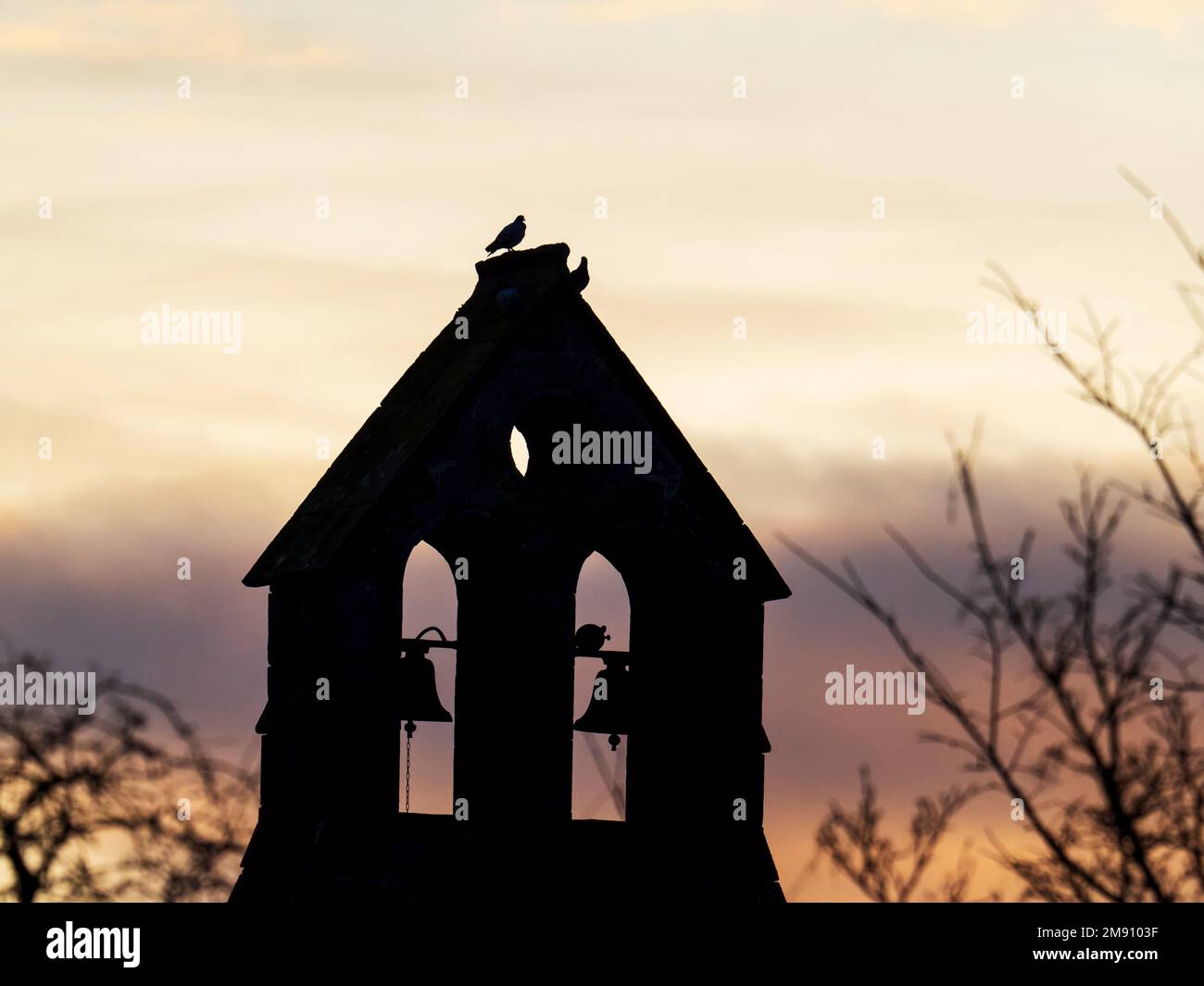 Calumba palumbus Banque de photographies et d’images à haute résolution ...